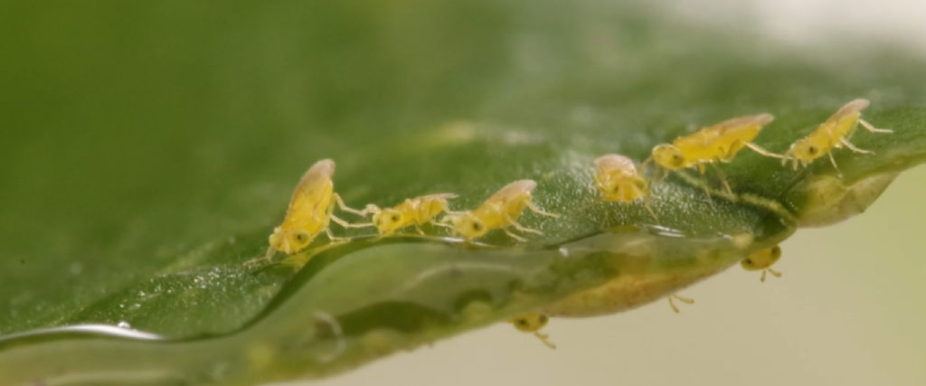 all aphytis - BioBee