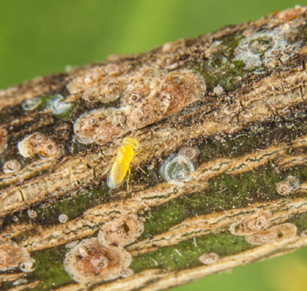 application aphytis - BioBee