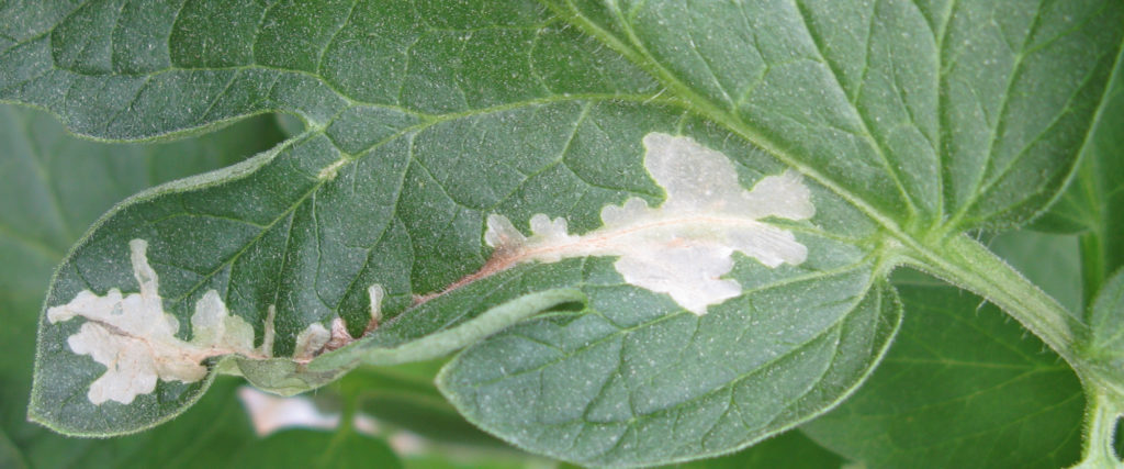 tuta absoluta damage - BioBee