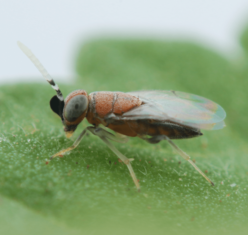 Anagyrus main - BioBee