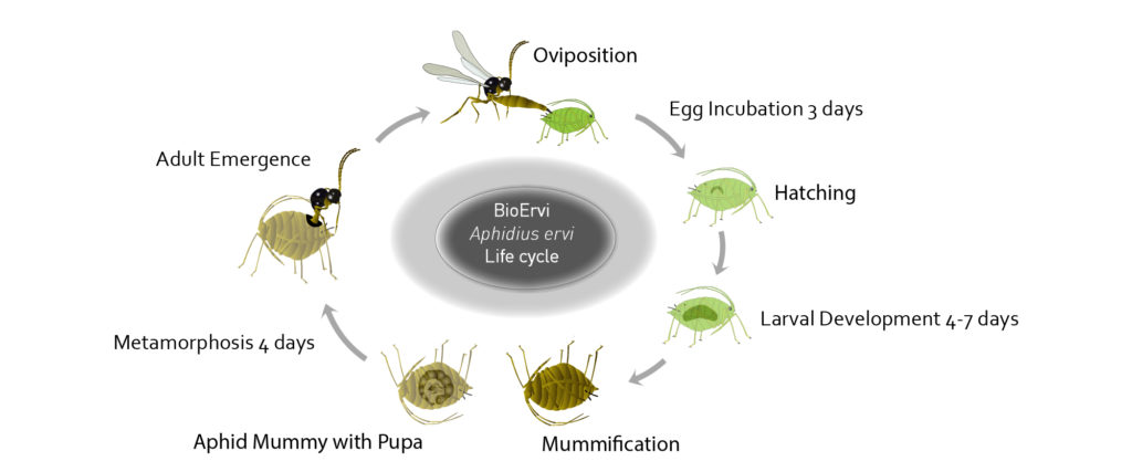 BioErvi life cycle 1 - BioBee