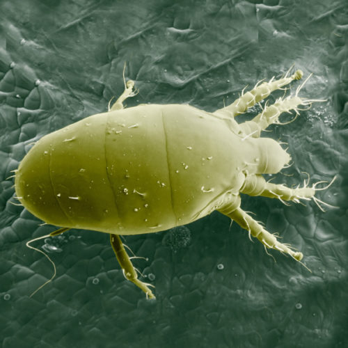 Pests Archive - BioBee