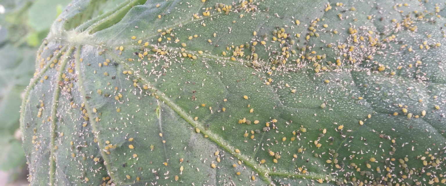 Cotton aphid damage - BioBee