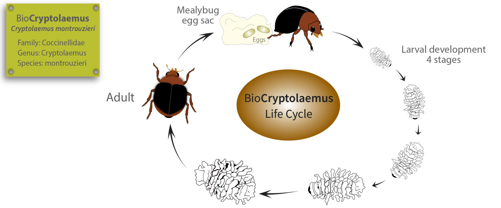 Crypto life cycle - BioBee