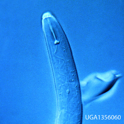 Cyst nematode main - BioBee