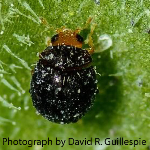 IPM Solutions Archive - BioBee