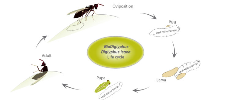 Diglyphus life cycle - BioBee