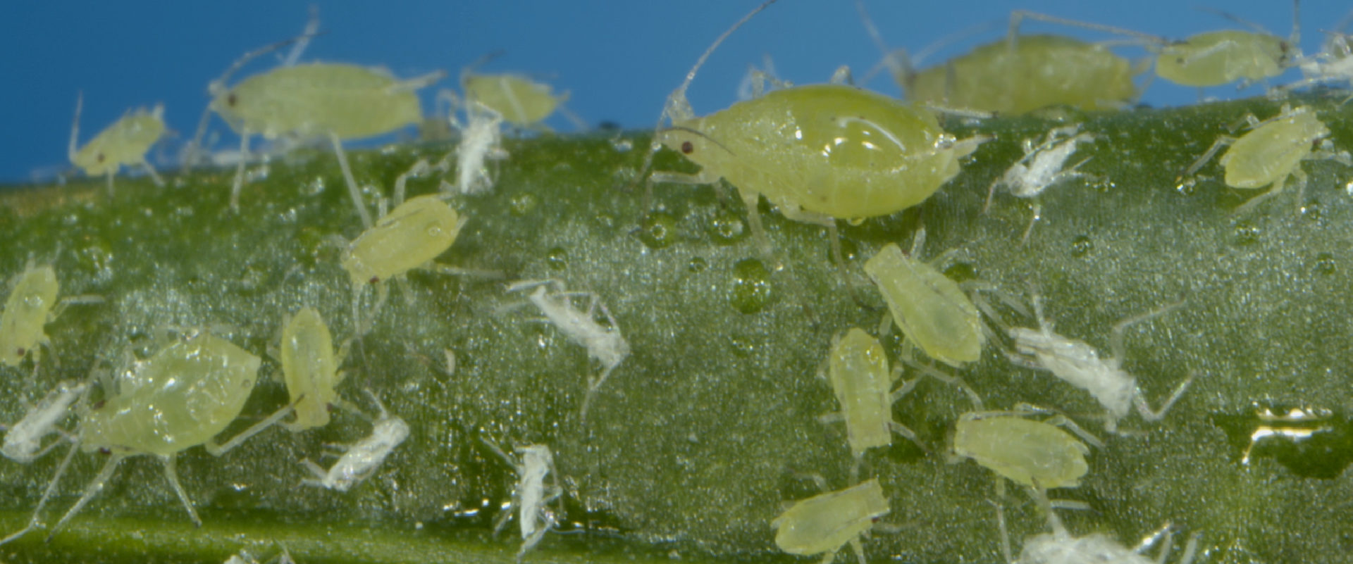 Green aphids - BioBee
