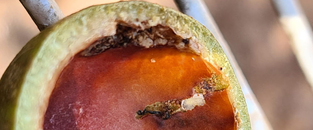 MACADAMIA DAMAGE - BioBee