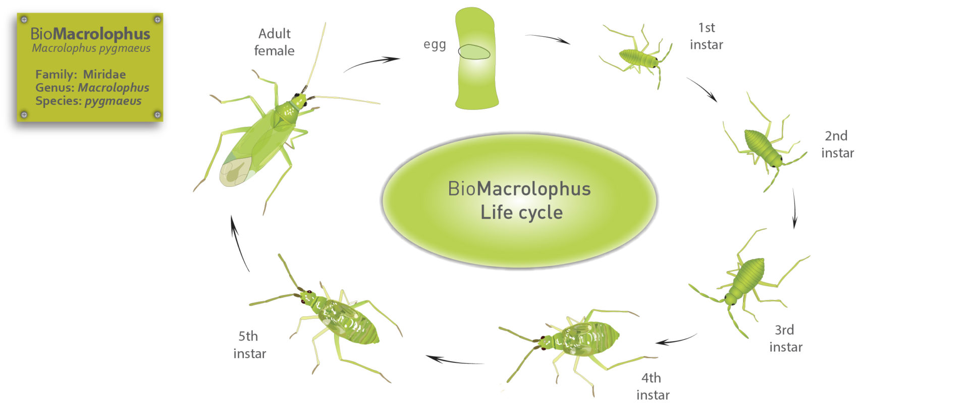 MACROLOPHUS LIFE CYCLE - BioBee