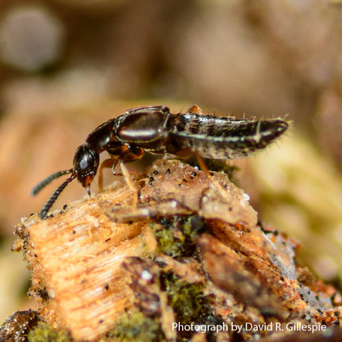 Main atheta - BioBee
