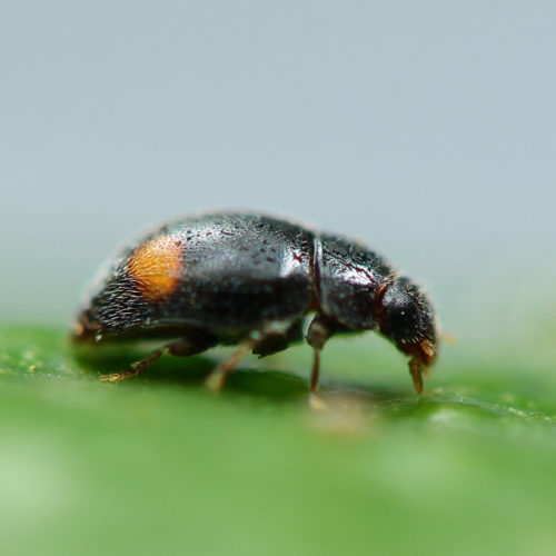 IPM Solutions Archive - BioBee