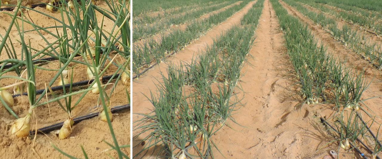 Plant Protection - BioBee