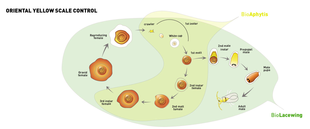Oriental scale control - BioBee