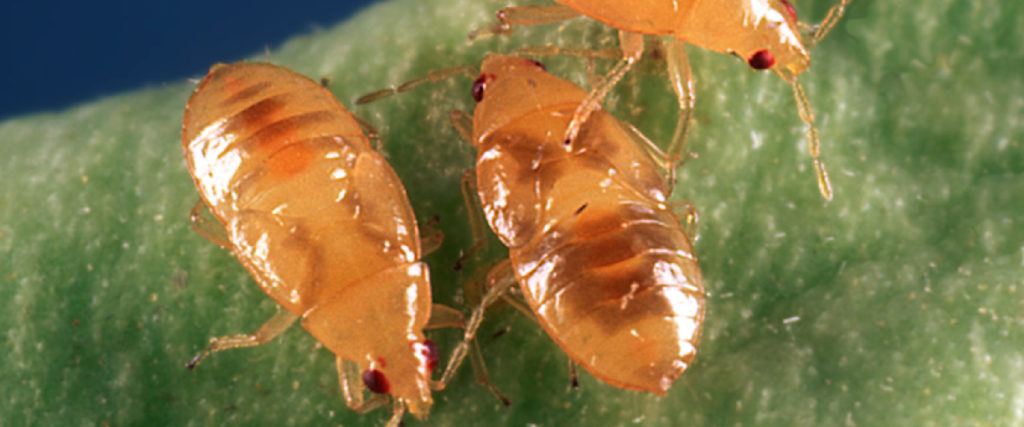 Orius Nymphs - BioBee