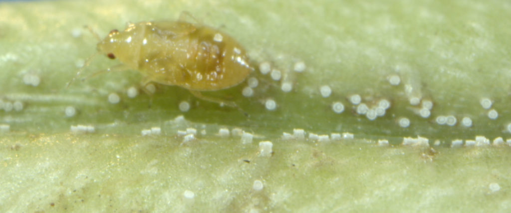 Orius nymph and eggs - BioBee