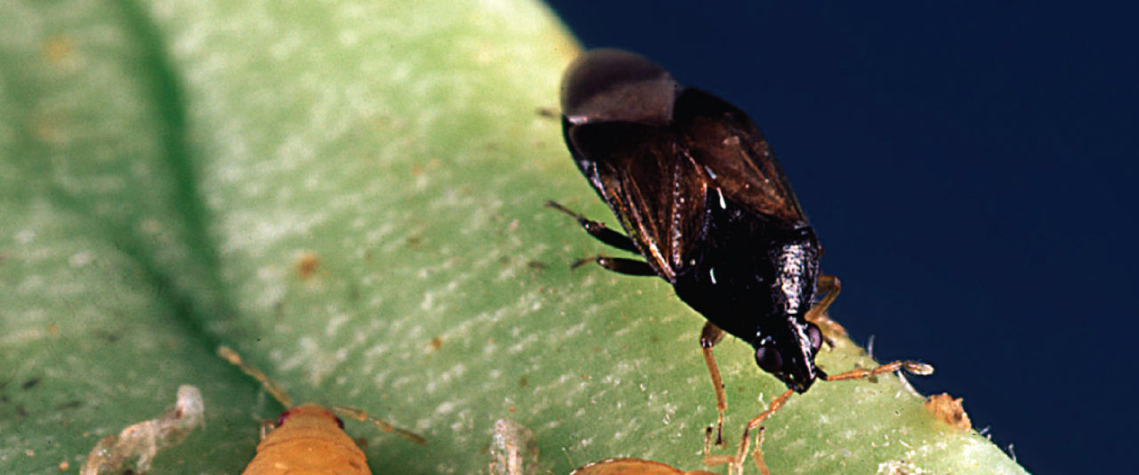 Orius on leaf - BioBee