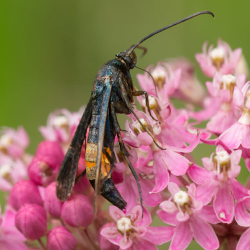 Peach tree borer main - BioBee