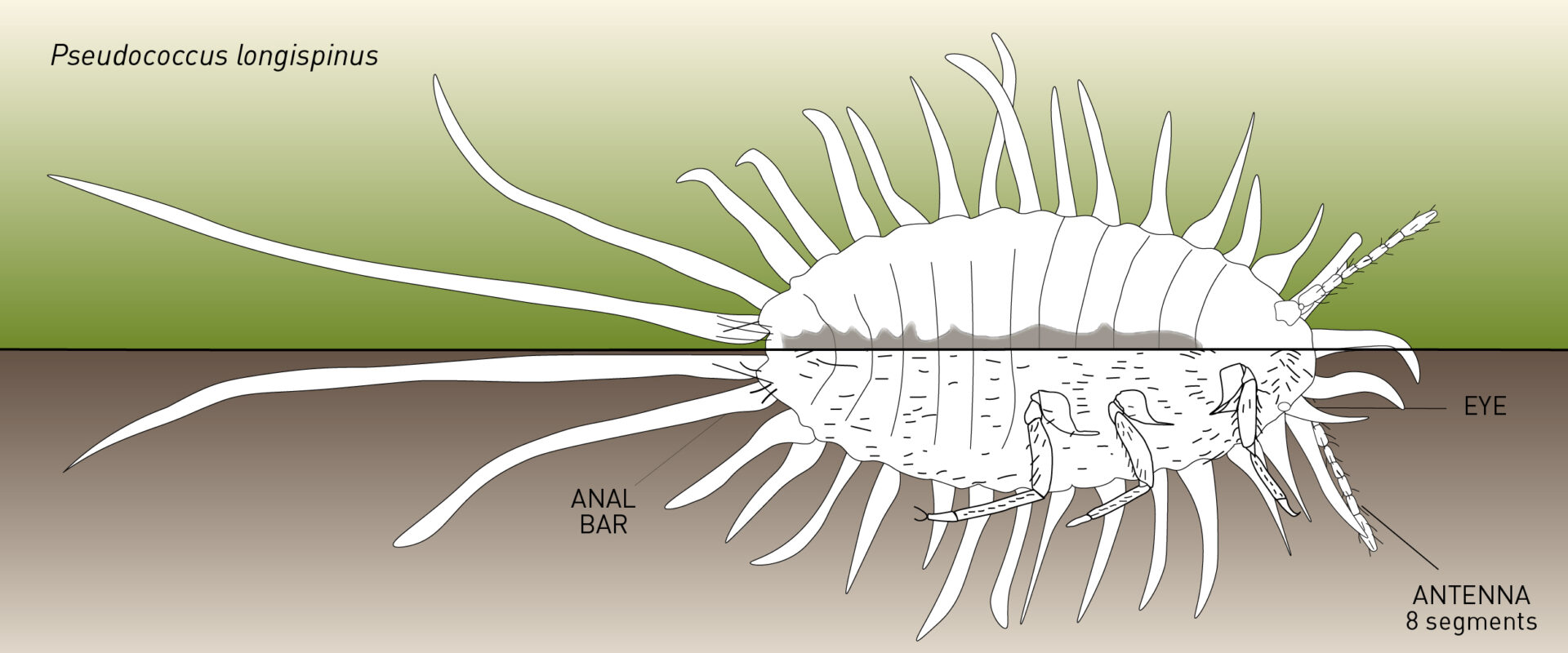 Pseudococcus longispinus - BioBee