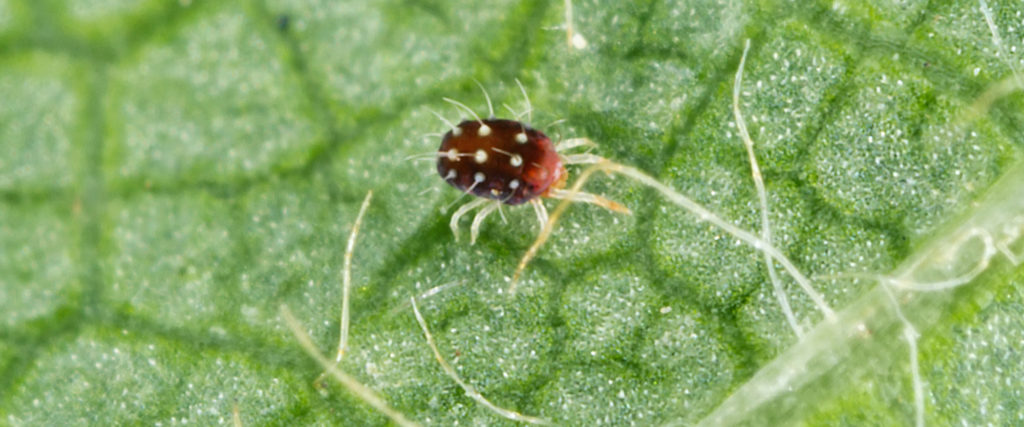 Fruit tree red spider mite - BioBee