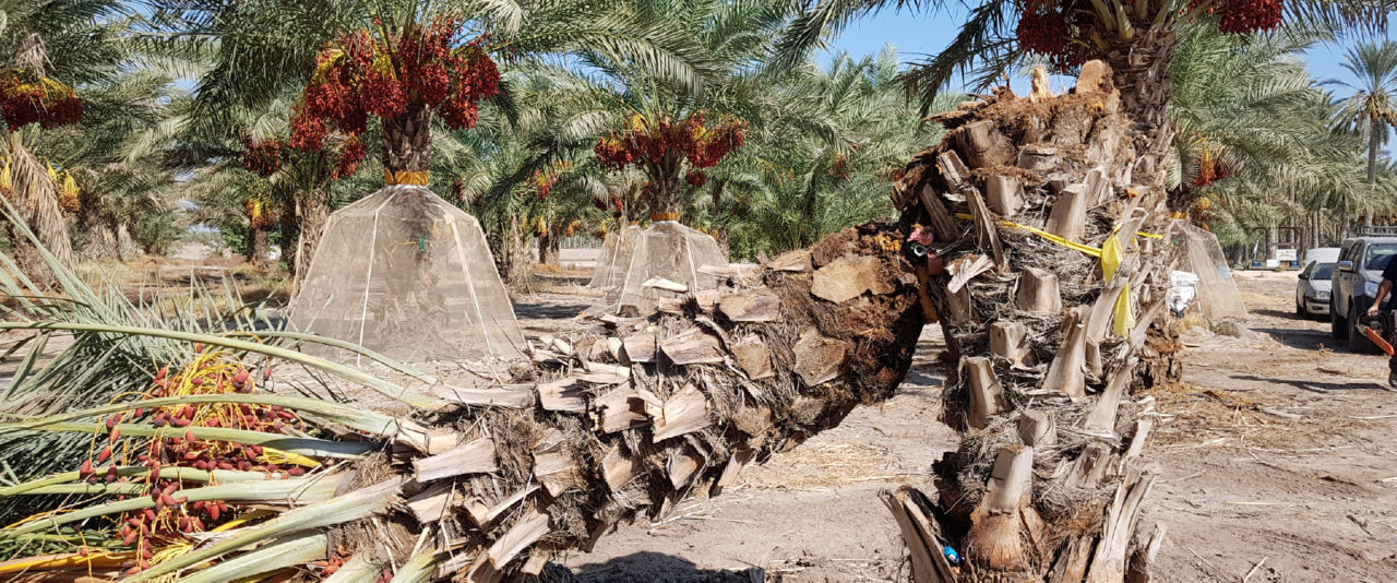 Red palm weevil damage 4 - BioBee