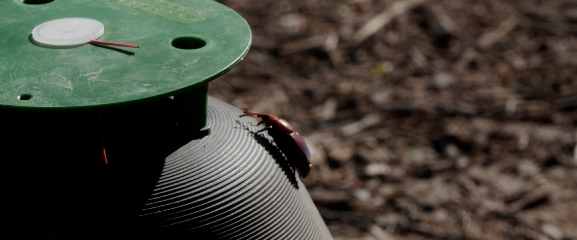 Red palm weevil trap - BioBee
