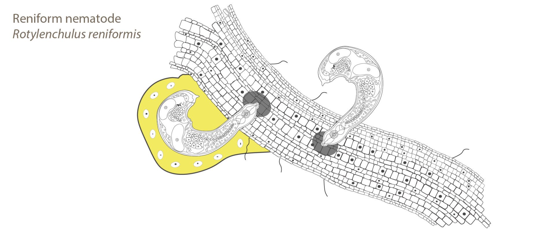 Reniform nematodes 1 - BioBee