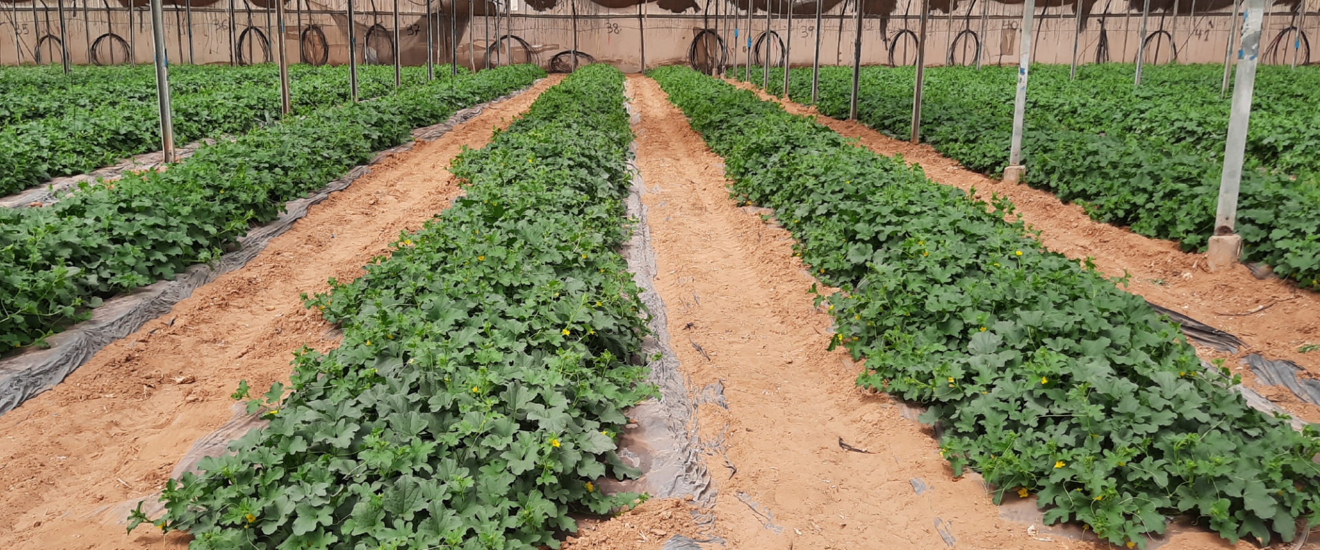 Rows of watermelon - BioBee