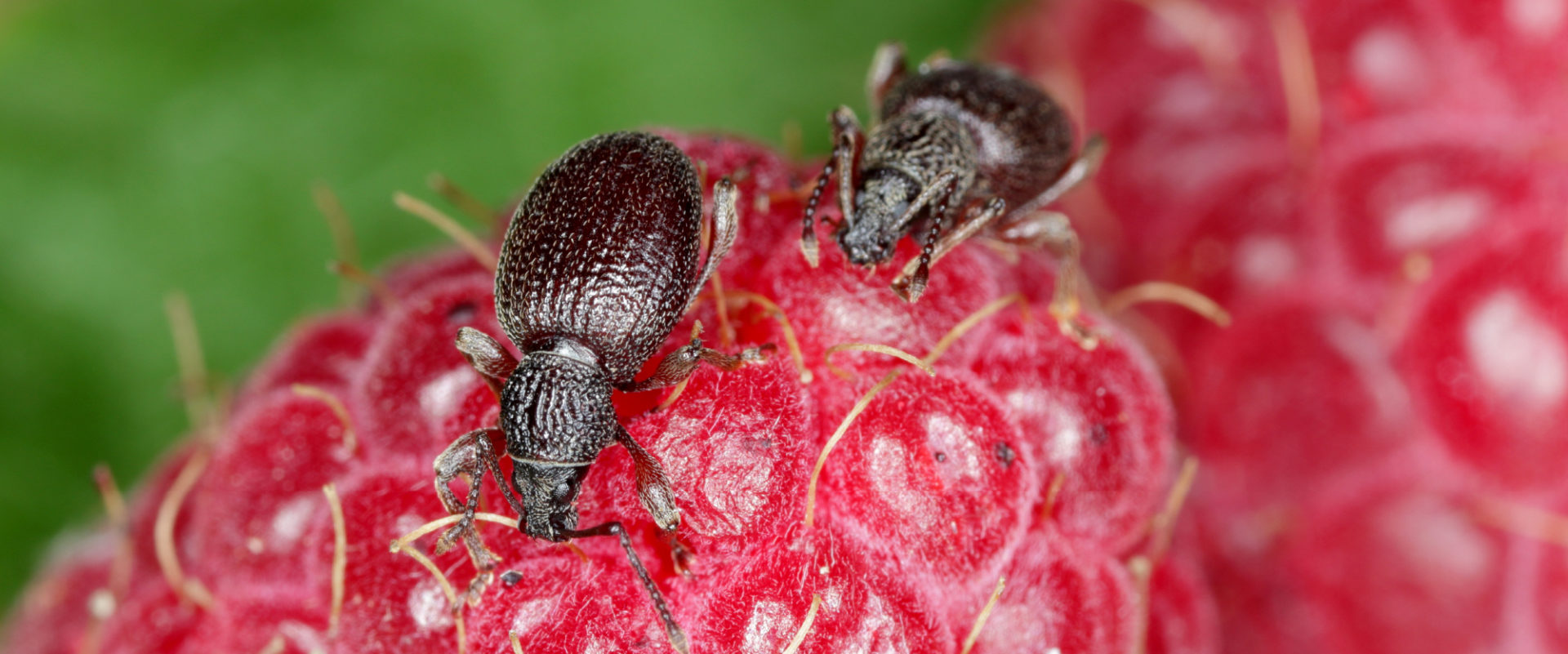 Strawberry root weevil - BioBee