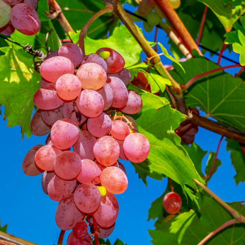 Table grapes - BioBee