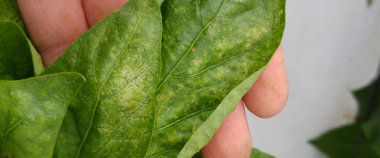 Thrips damage 1 - BioBee