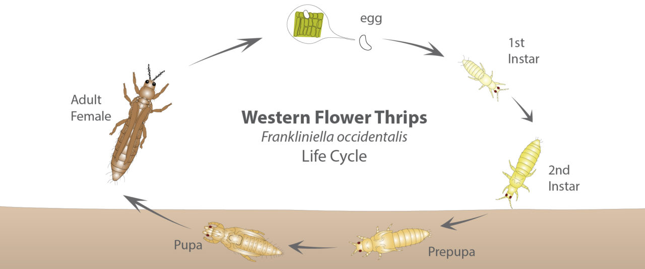 Thrips life cycle - BioBee