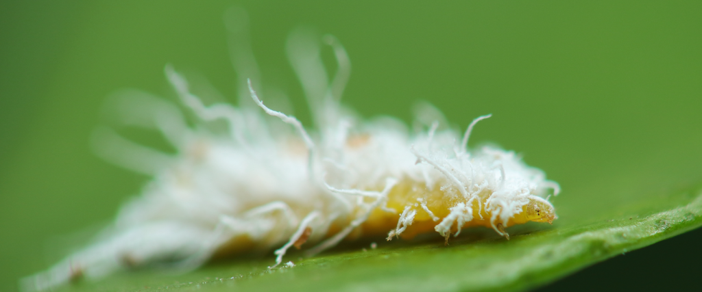 Young nephus - BioBee