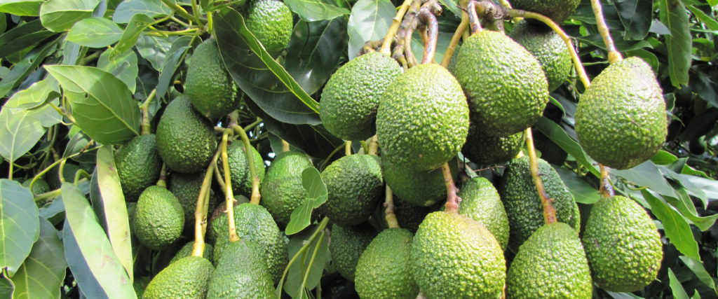 avocado tree - BioBee