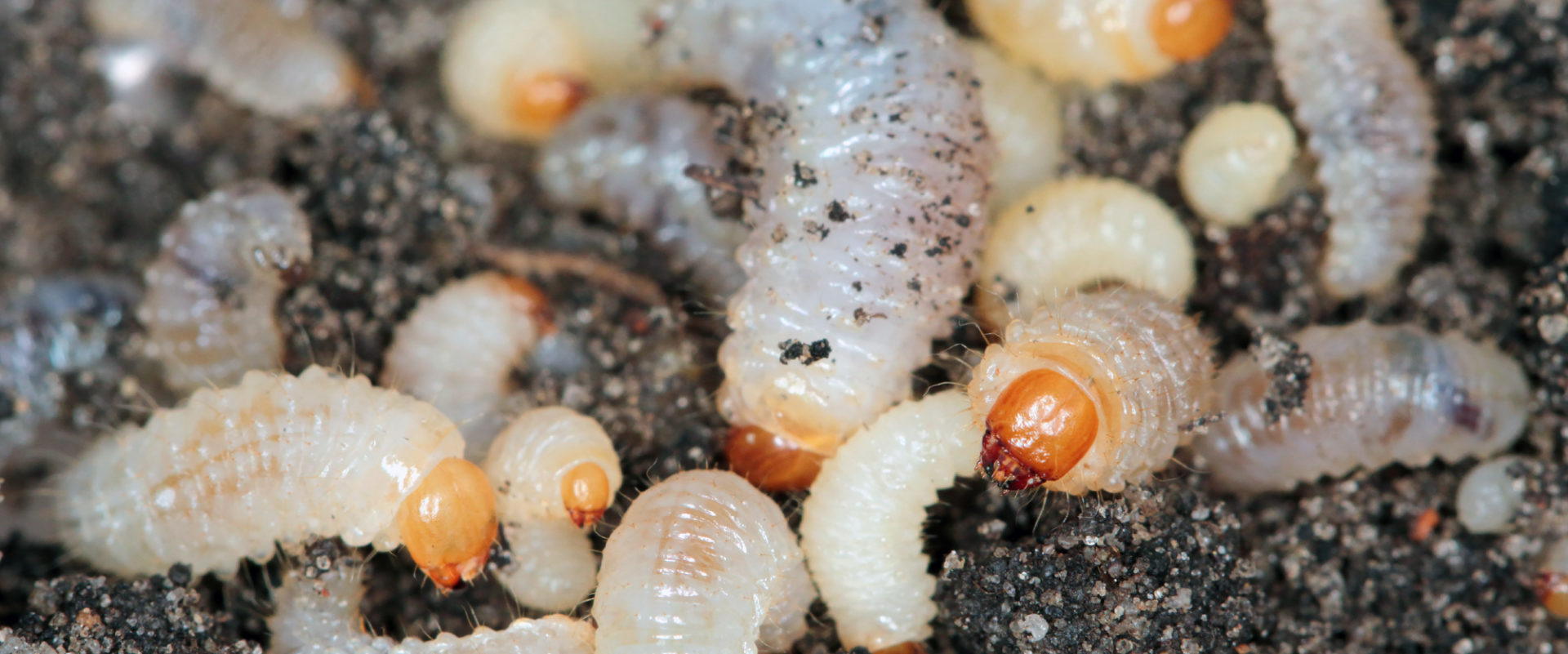 black vine weevil larvae - BioBee