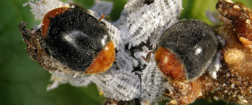 cotton mealybug and cryptolaemus - BioBee