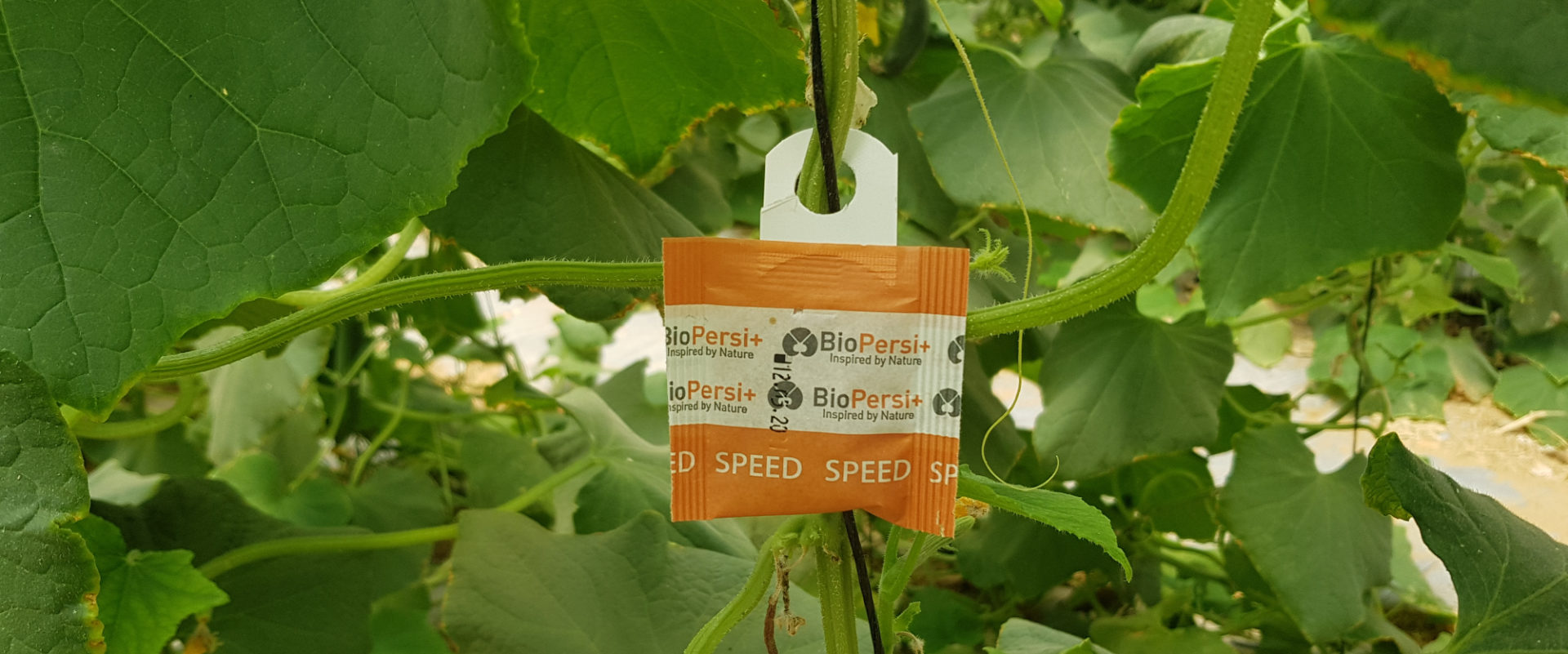 cucumber with sachet - BioBee