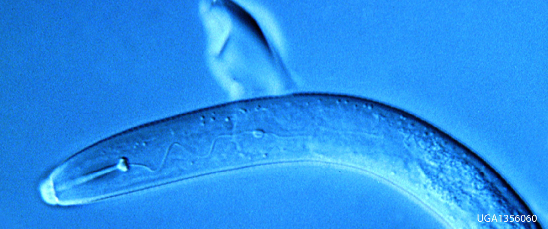 cyst nematode 2 - BioBee