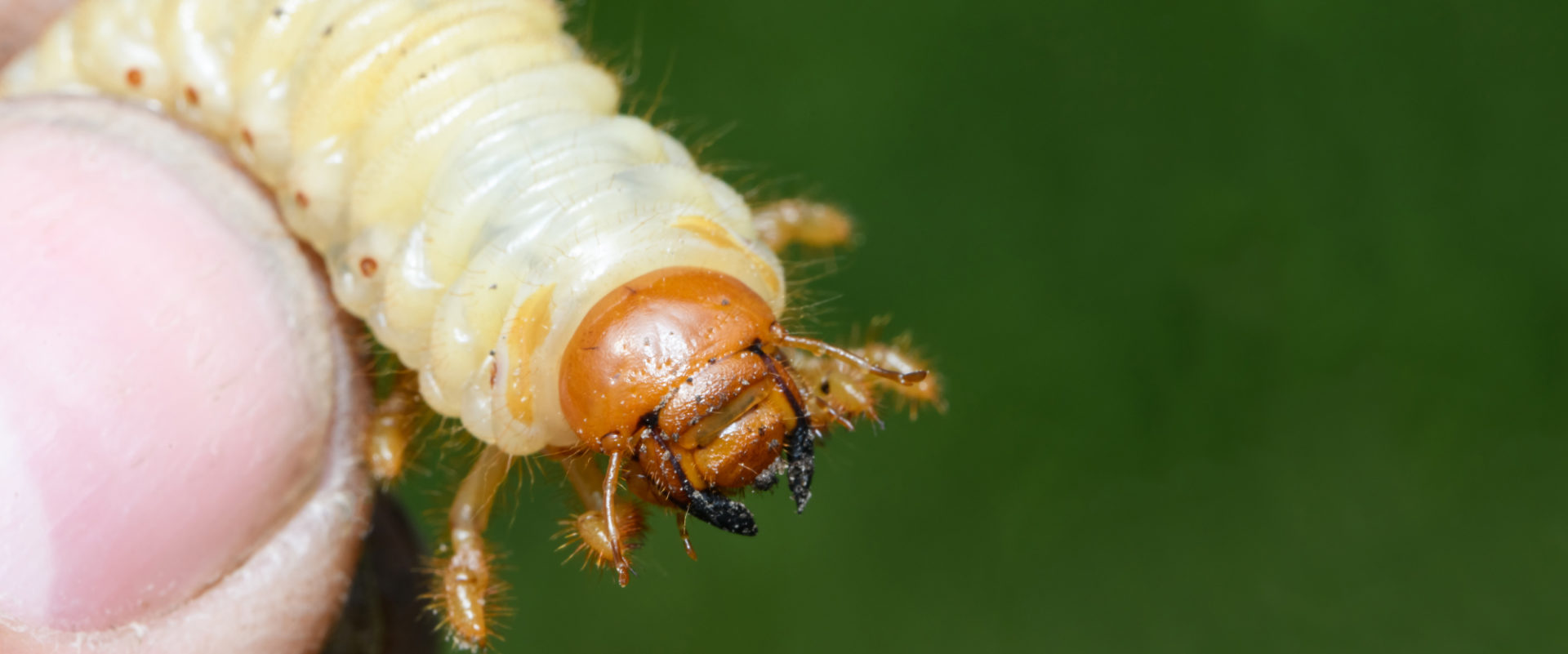 european chafer larvae grub - BioBee