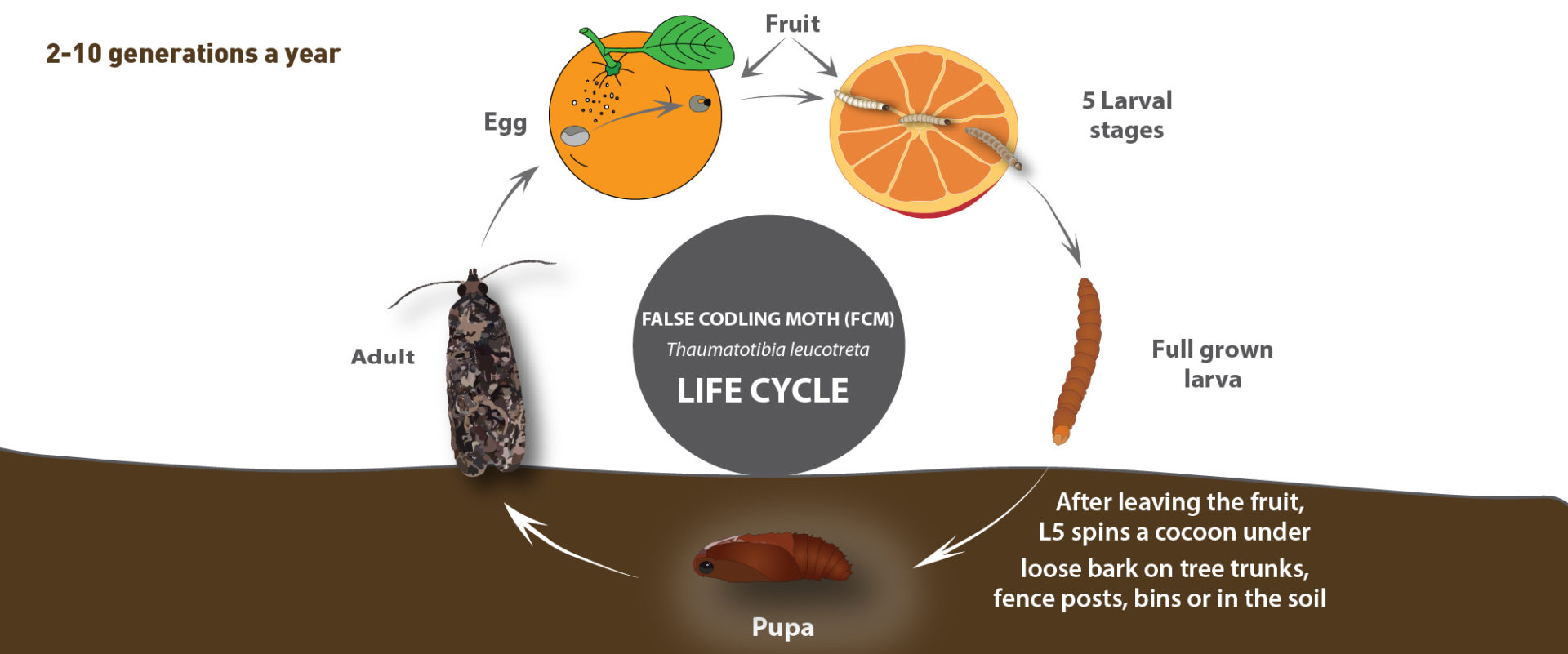 false codling moth life cycle - BioBee