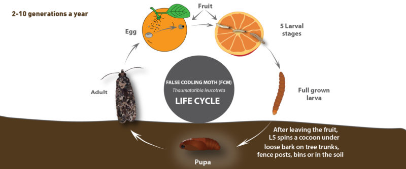 false codling moth life cycle - BioBee