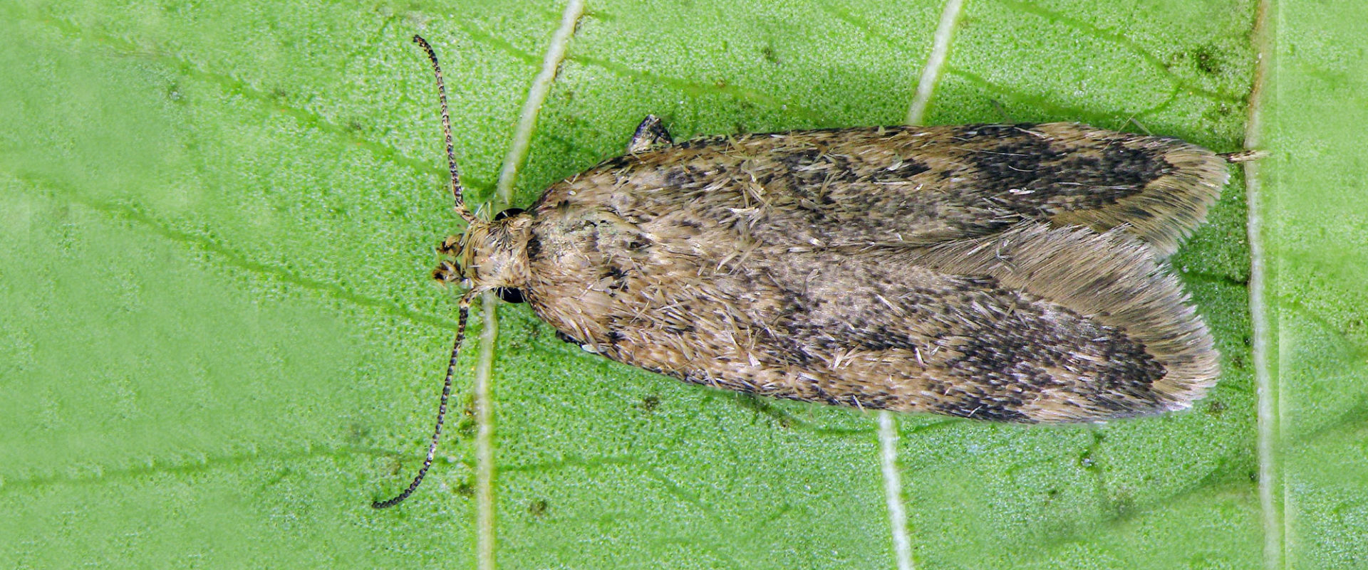 false codling moth slider - BioBee