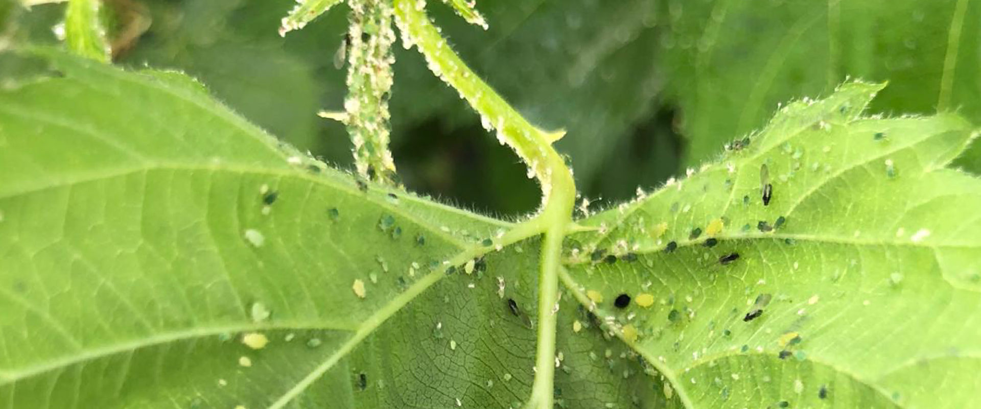 green peach aphid damage - BioBee