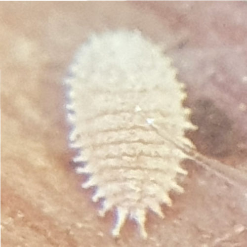 Pests Archive - BioBee