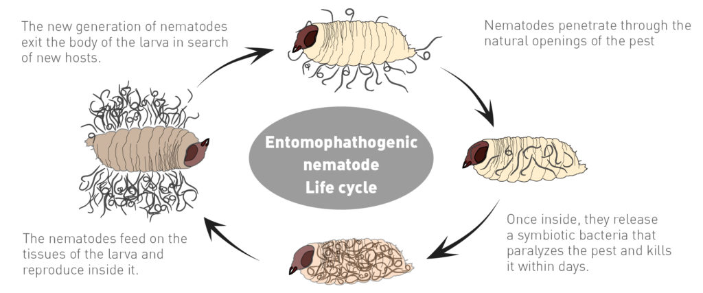 nematode life cycle - BioBee