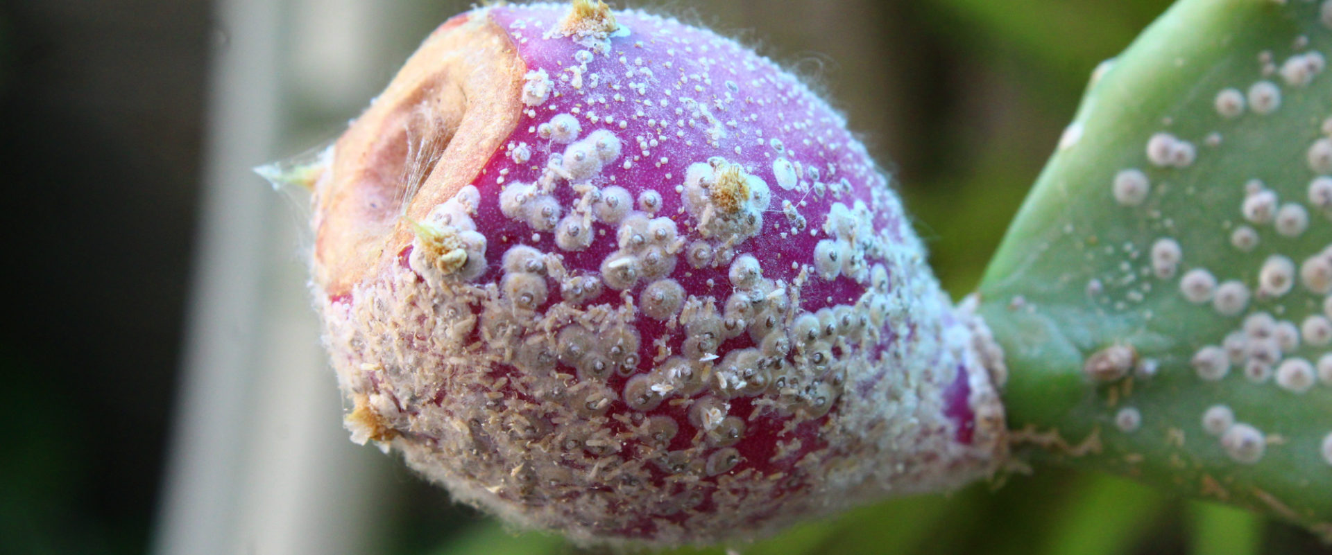 oleander scale - BioBee