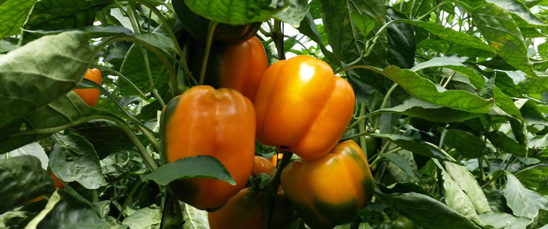 orange peppers - BioBee