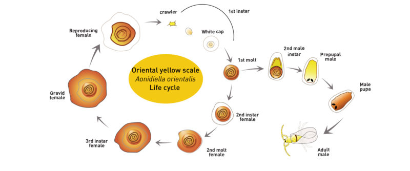 oriental scale life cycle - BioBee