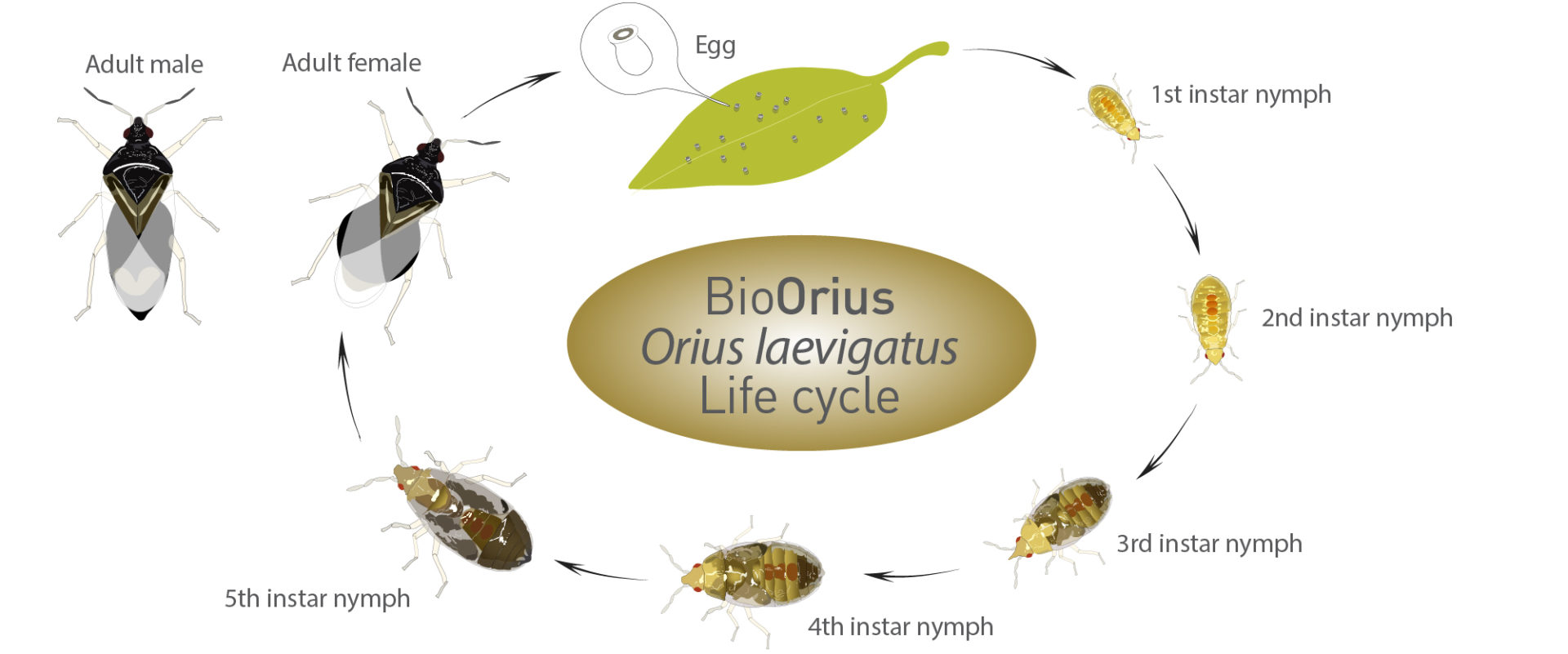 orius laevigatus life cycle - BioBee