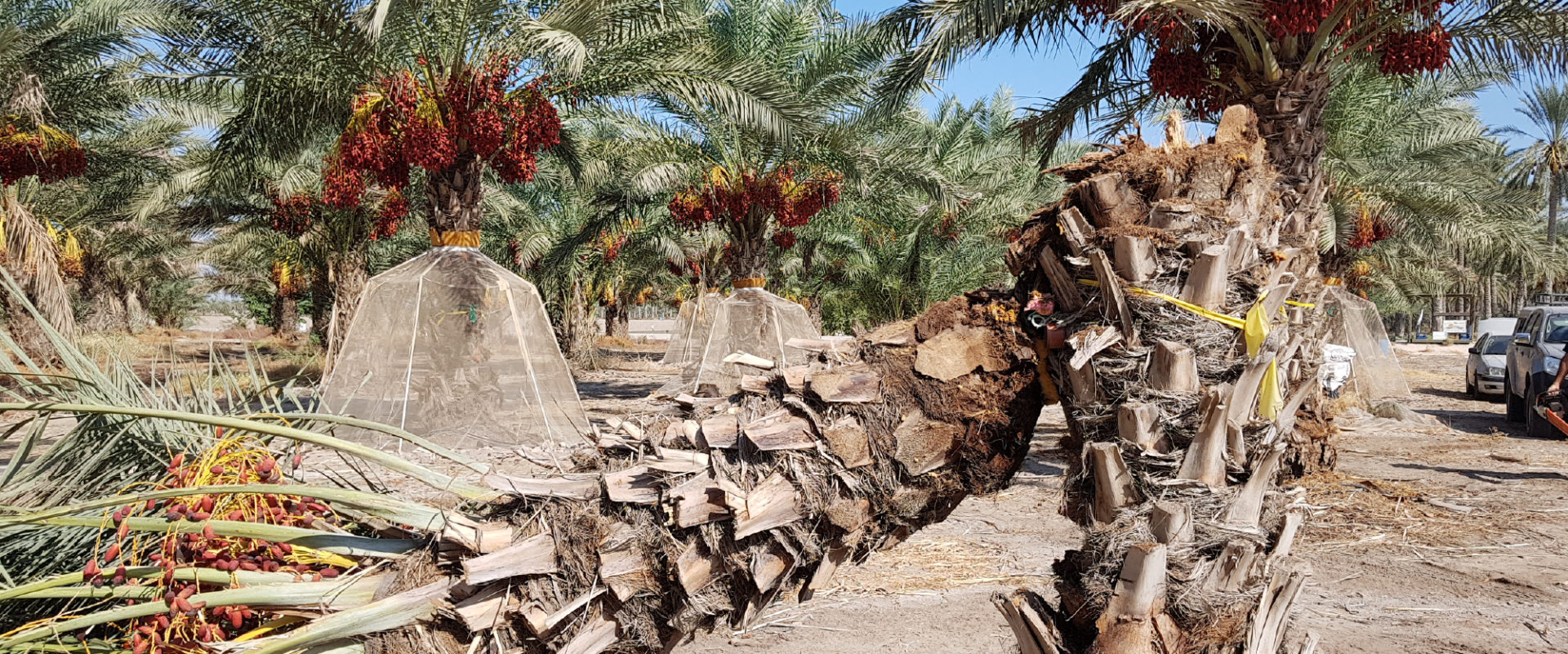 palm tree slider - BioBee